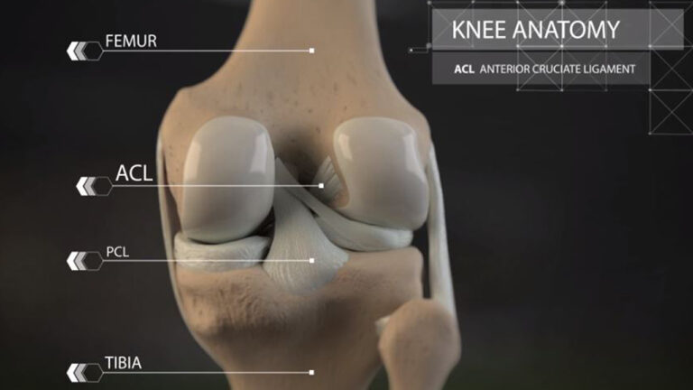 3D Body Anatomy: What we can learn from Human Body 3D Animation | Elara